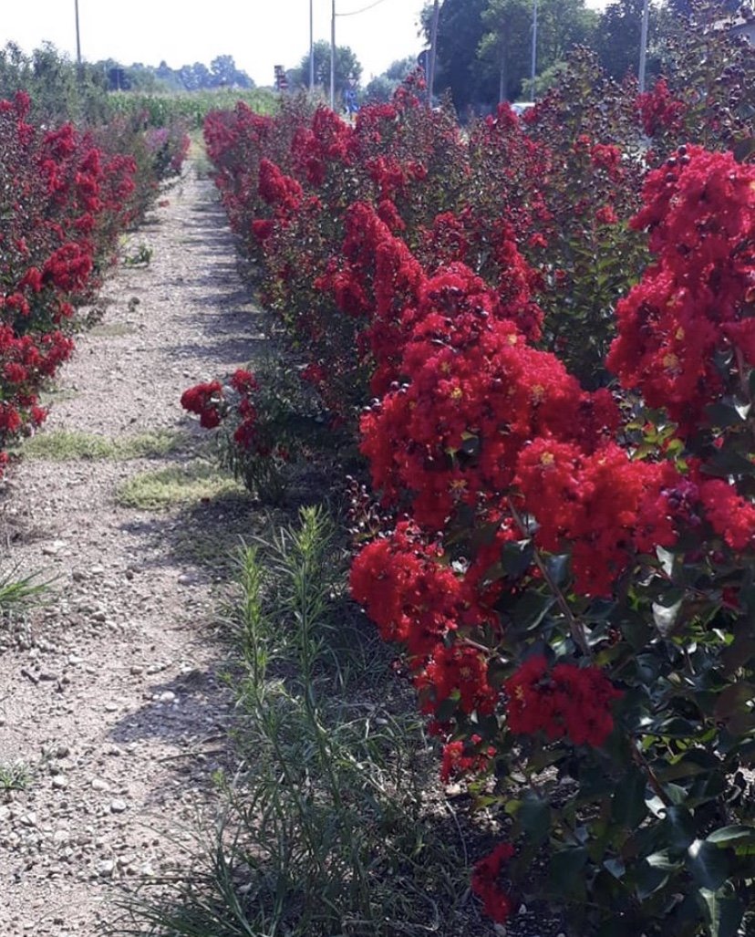 Eccellente selezione e qualità | Loria (TV) | Vivaio Porcellato