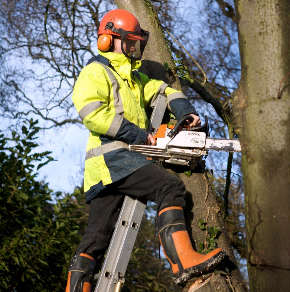 Tree surgery | South West Tree Care
