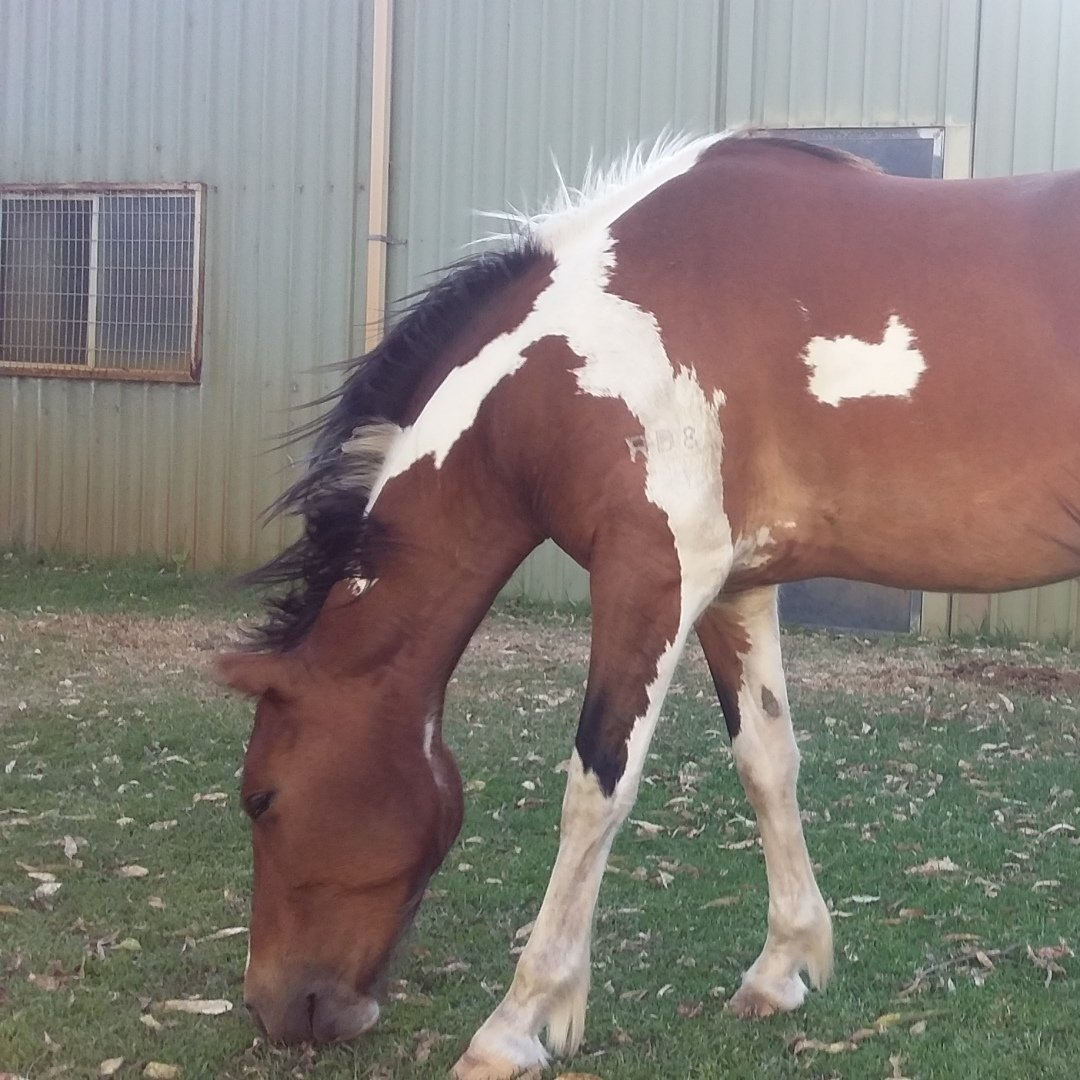 Sponsor a Horse at RDA Capricorn