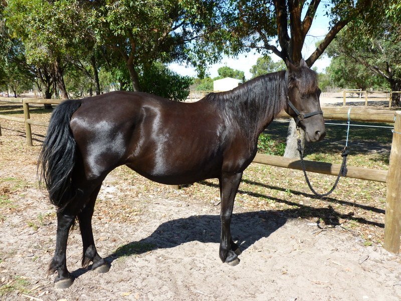 The Horses of RDA Capricorn