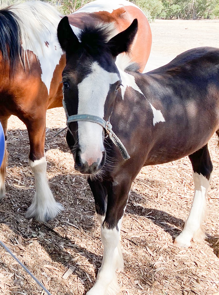 The Horses of RDA Capricorn