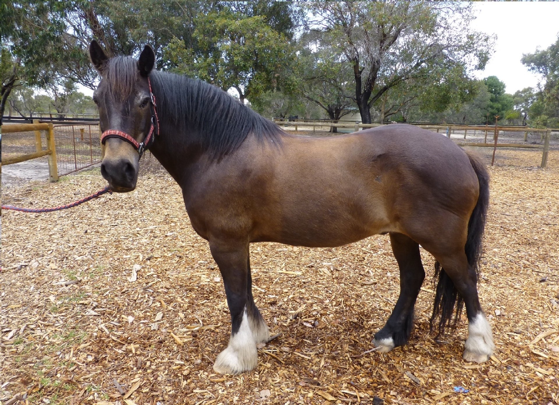 Get Involved at RDA Capricorn