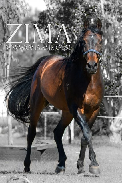 Equivet Breeding Centre