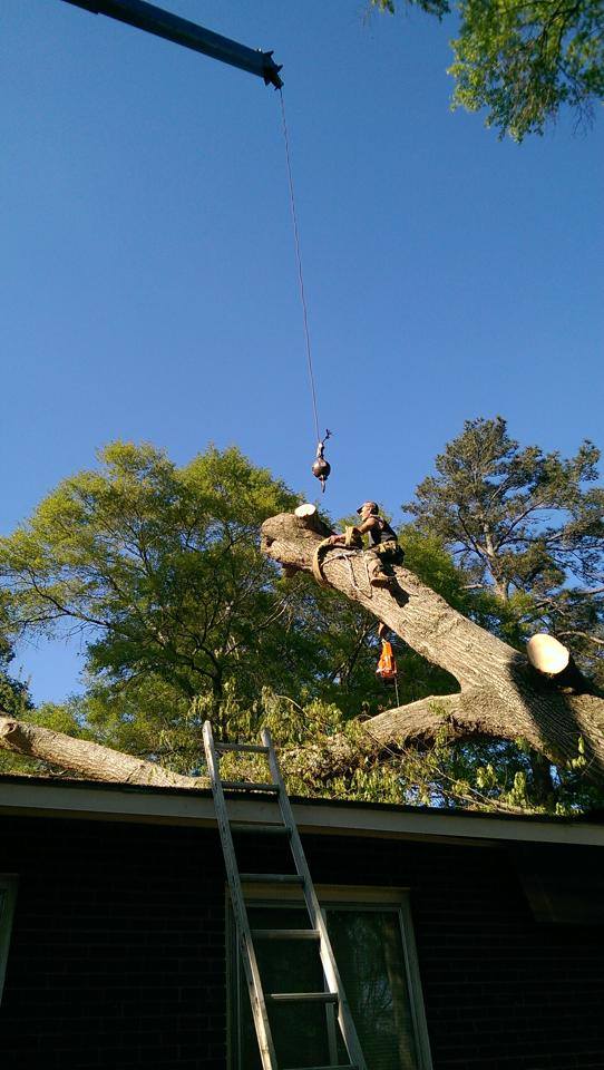 Expert Tree Service in Columbus Ga - Elite Tree Service