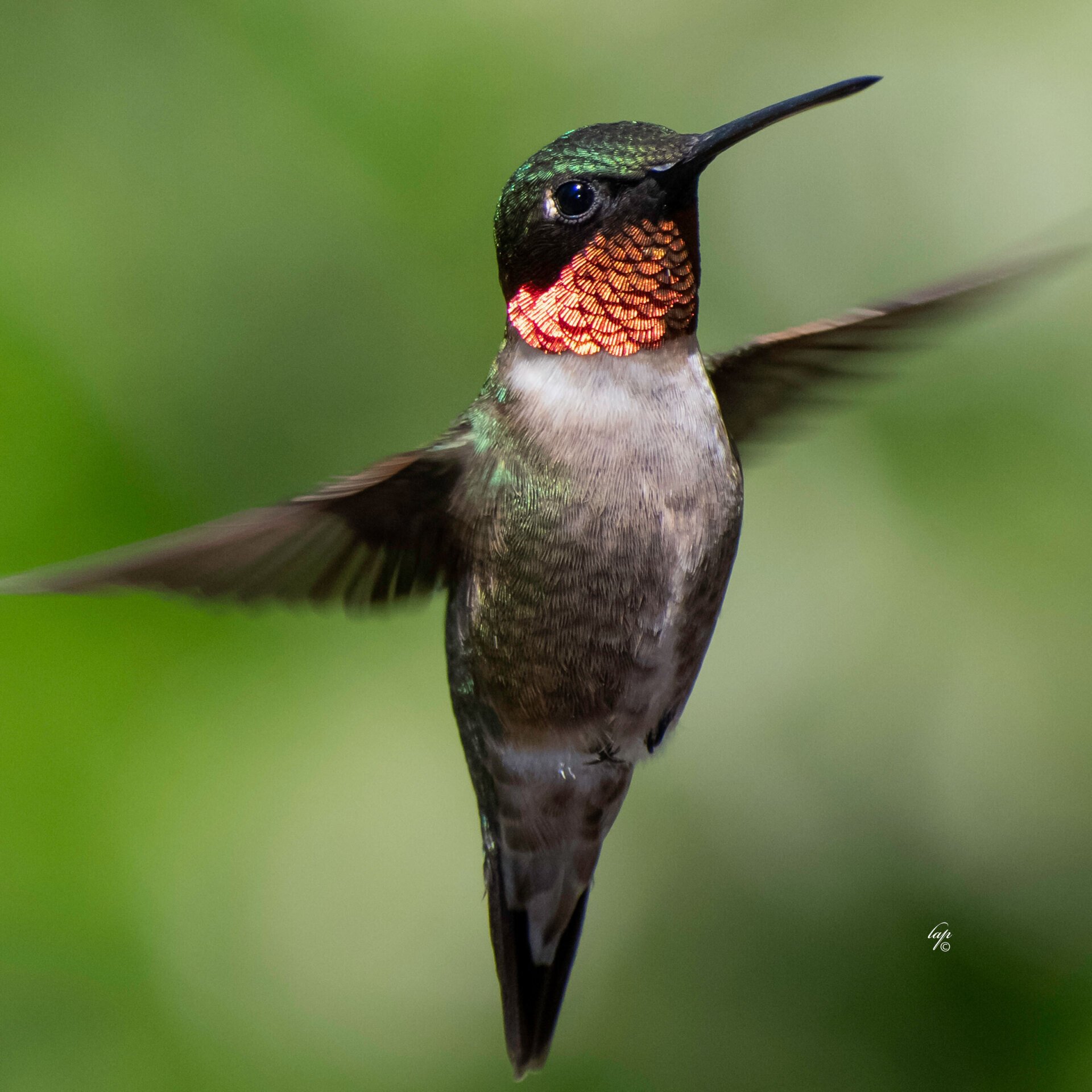 Hummingbird Photographs