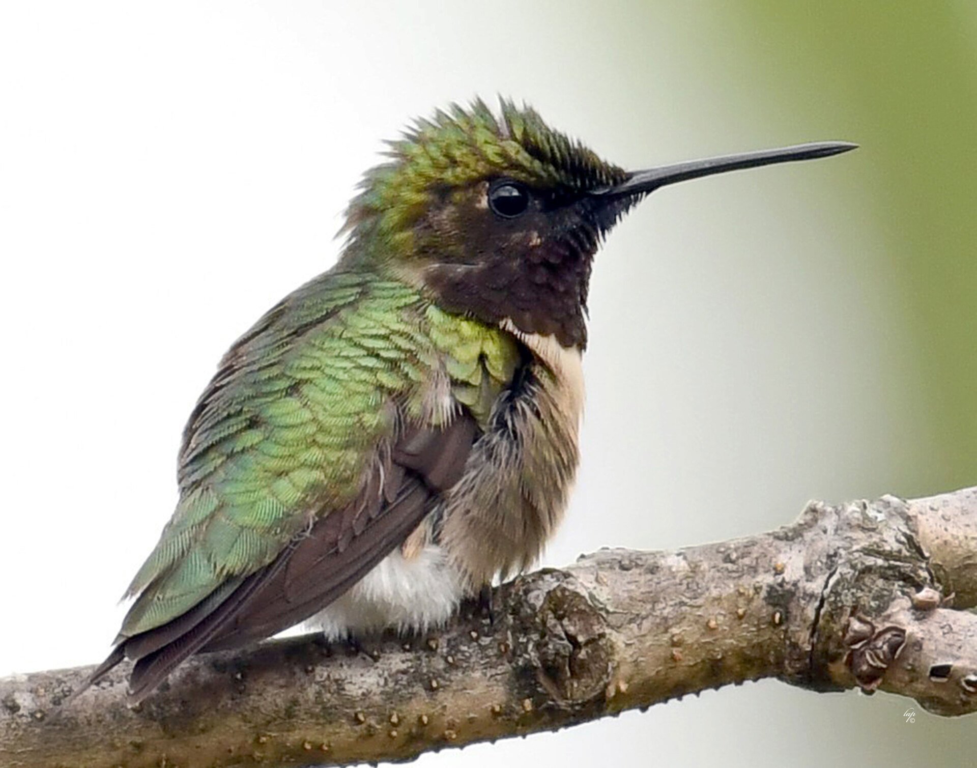 Hummingbird Photographs