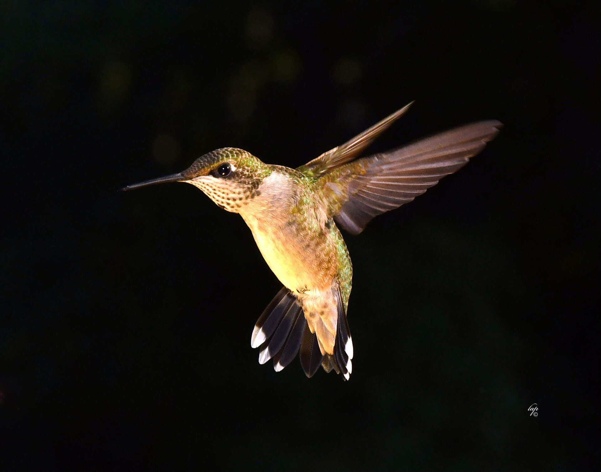Hummingbird Photographs