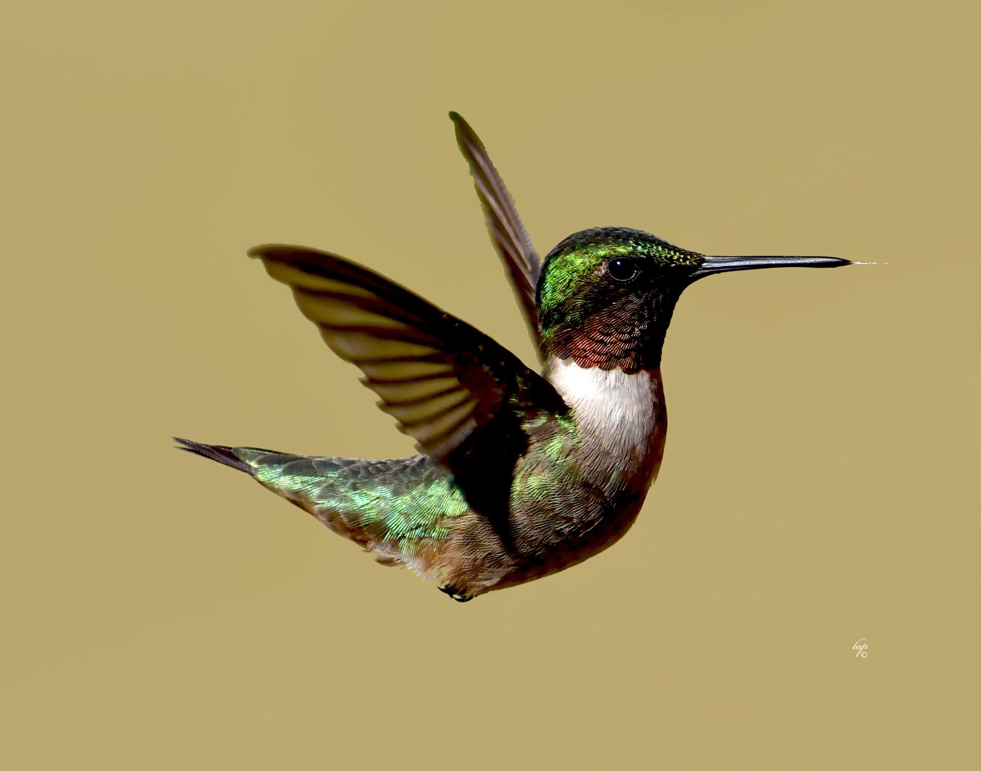 Hummingbird Photographs
