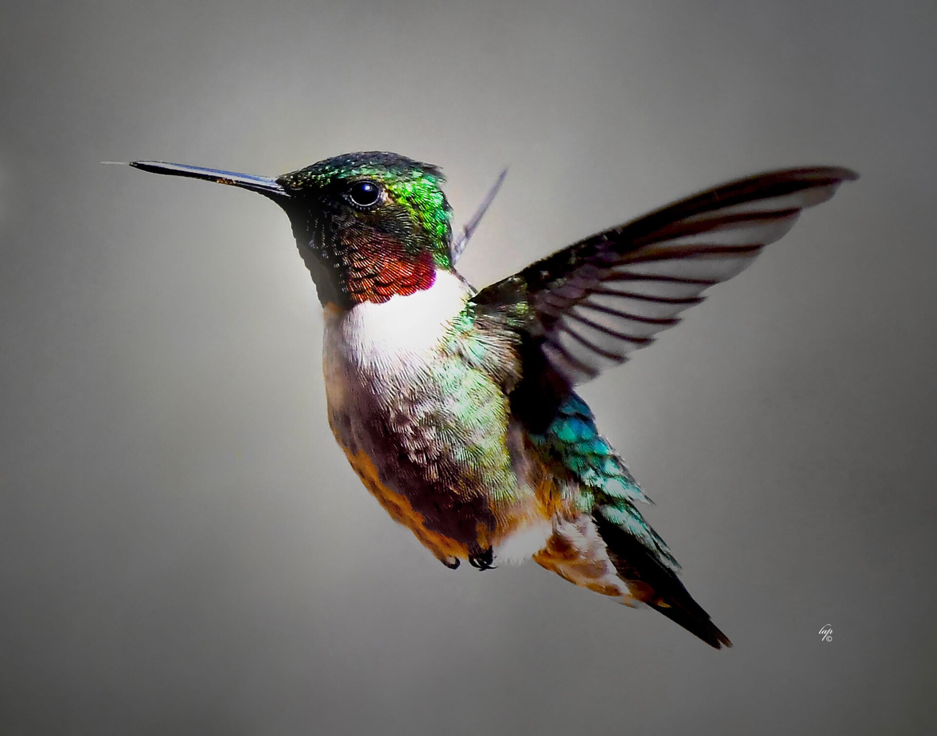 Hummingbird Photographs
