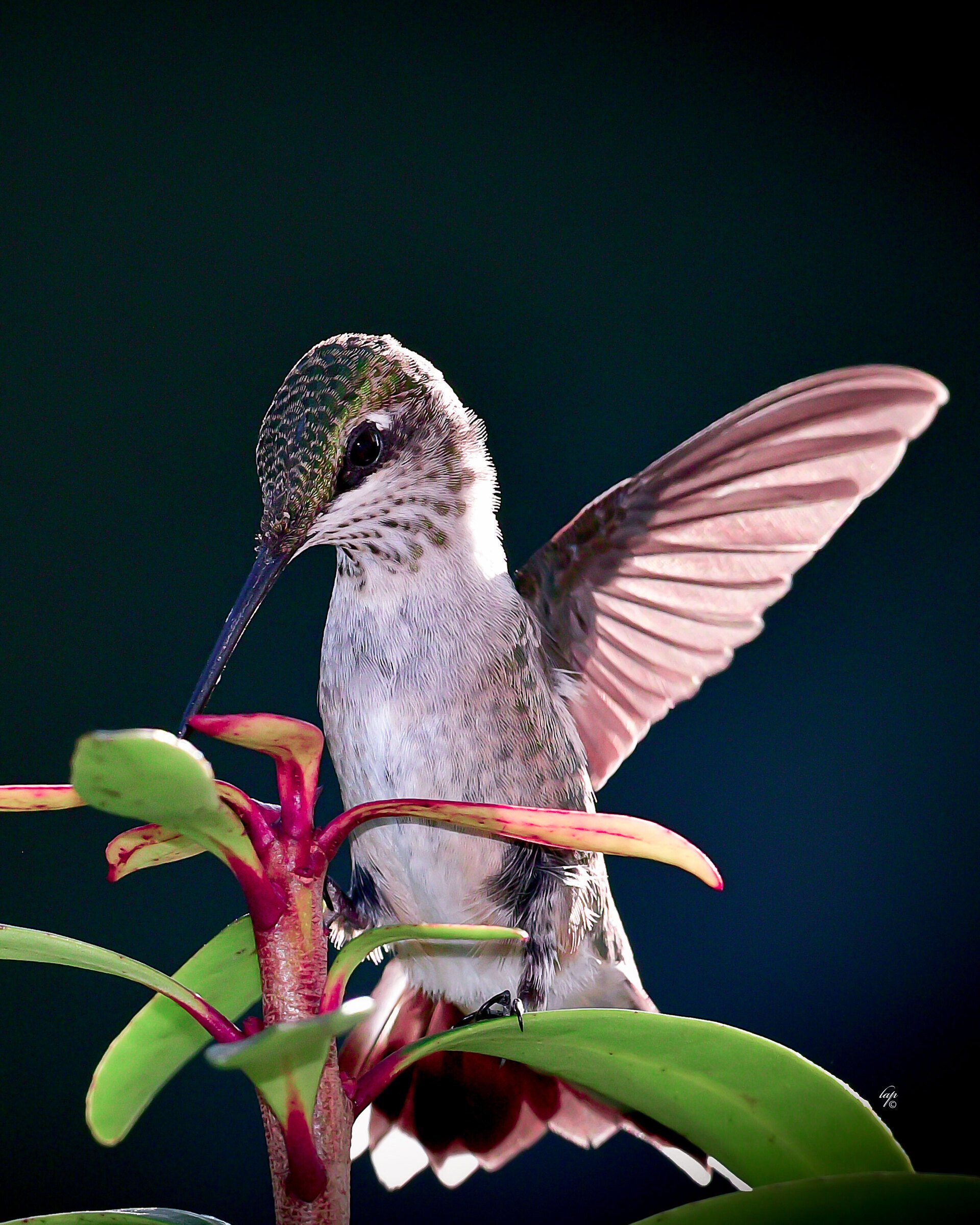 Hummingbird Photographs