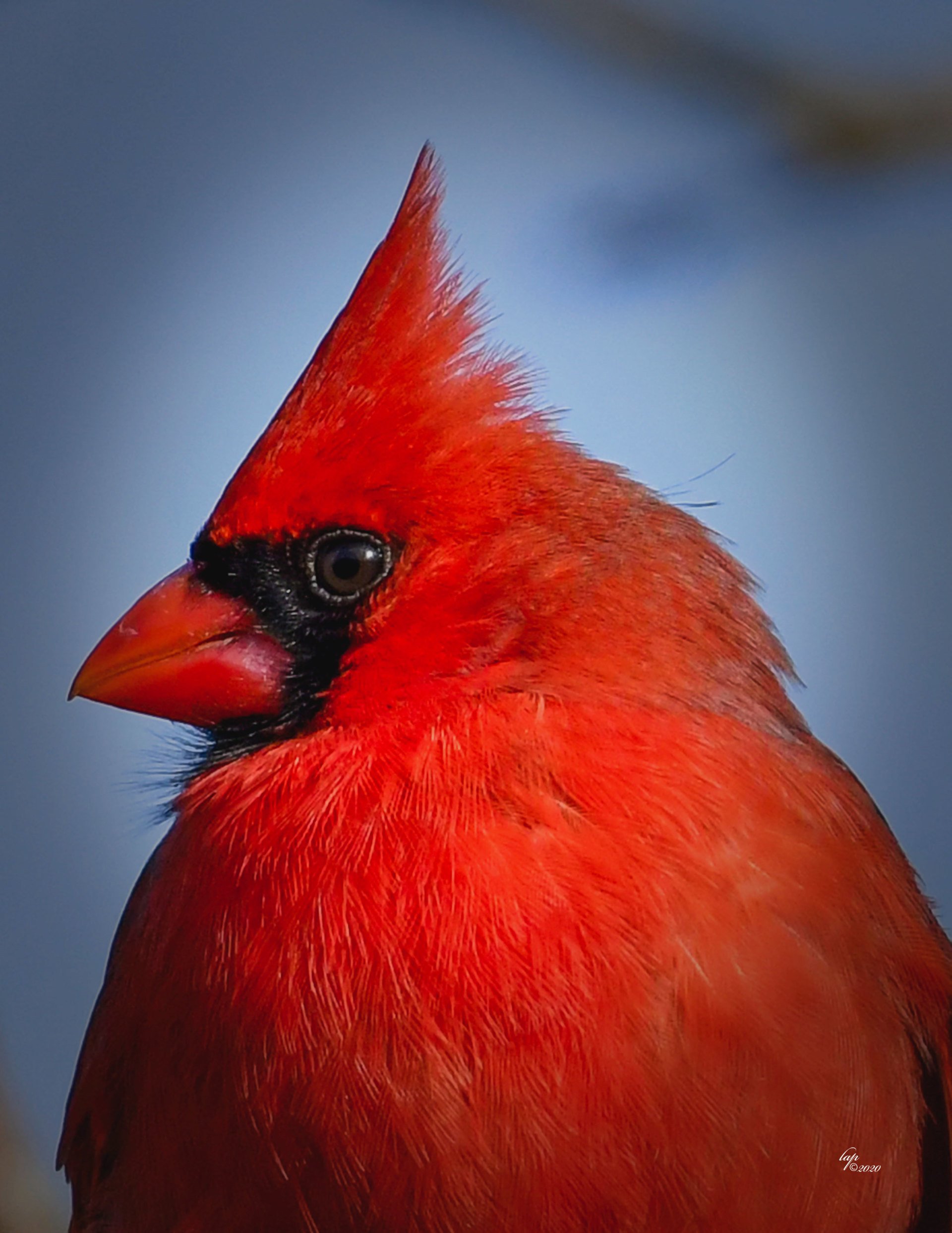 Beaks & Buds, Photography by Lori Parker