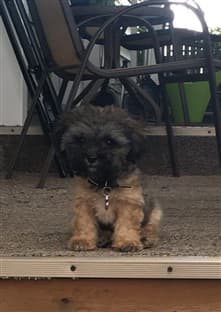 Maltipoo Exercise Requirements | Puppy, Adult, Senior