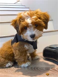 Maltipoo Best Snacks, Treats, and Dental Chews