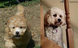 Maltipoo Color Changes