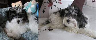 Maltipoo Color Changes