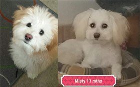 Maltipoo Color Changes