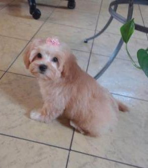 Maltipoo Bad Breath | Puppy, Adult & Senior Dogs