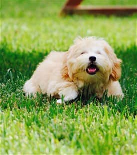 Maltipoo Exercise Requirements | Puppy, Adult, Senior