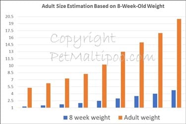 Maltipoo Weight Information