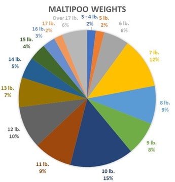 Maltipoo Weight Information