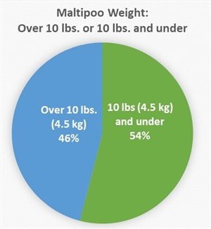 Maltipoo Weight Information