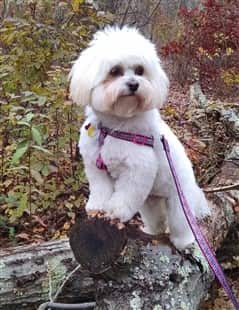 Maltipoo Exercise Requirements | Puppy, Adult, Senior