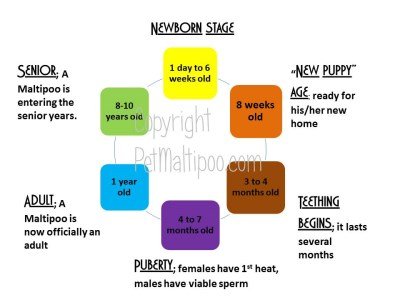 Maltipoo Age Equivilancy and Growth Chart