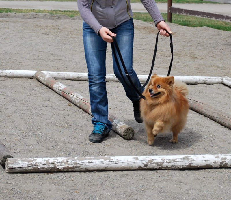 Tellington TTouch training /Mutts with Manners / Horley