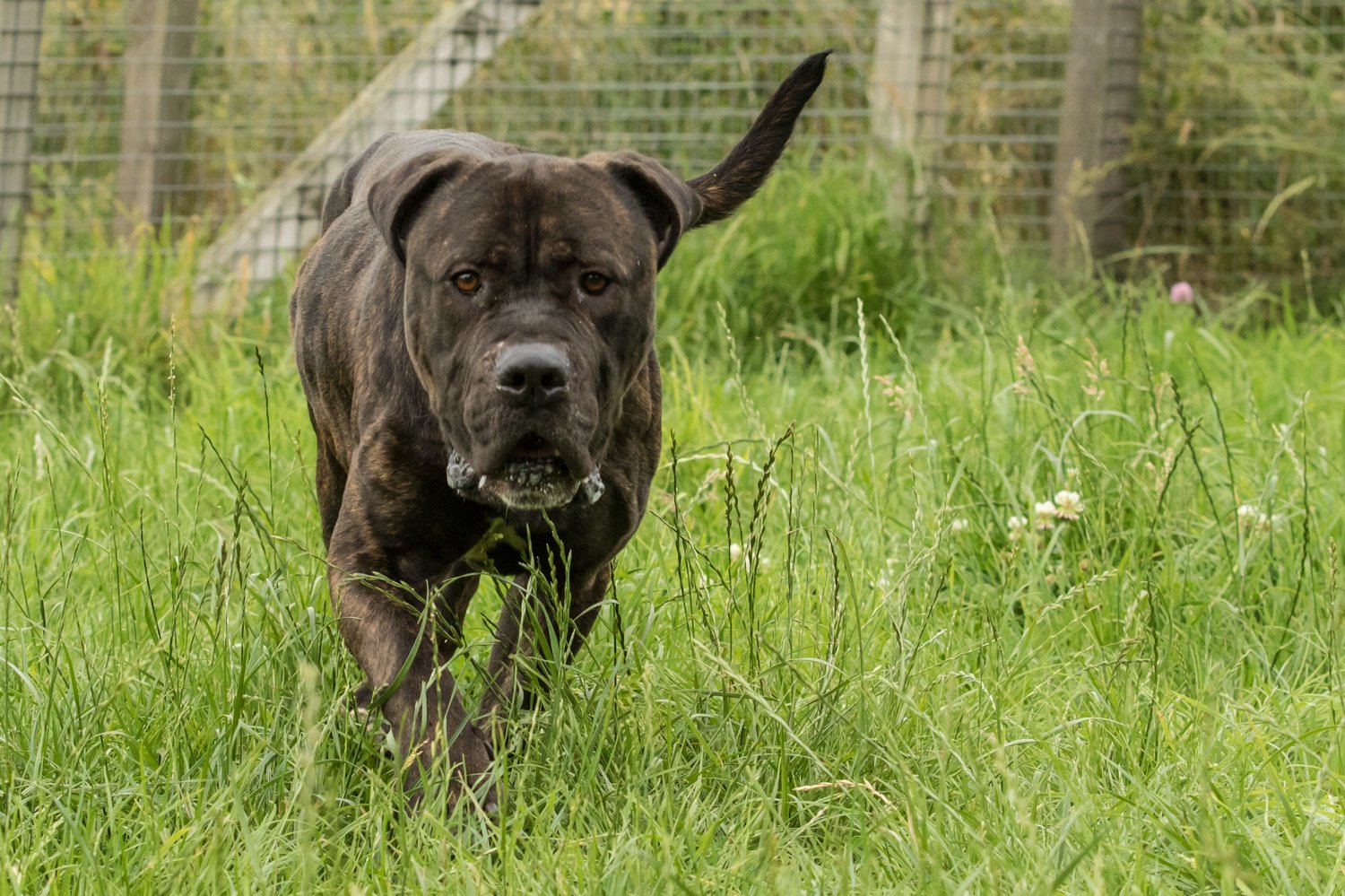 Boarding Kennels | The Cliffe Kennels