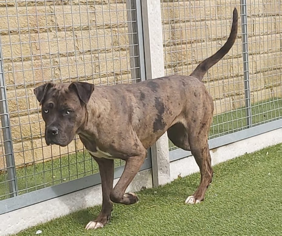 Dogs For Adoption in Sheffield | The Cliffe Kennels
