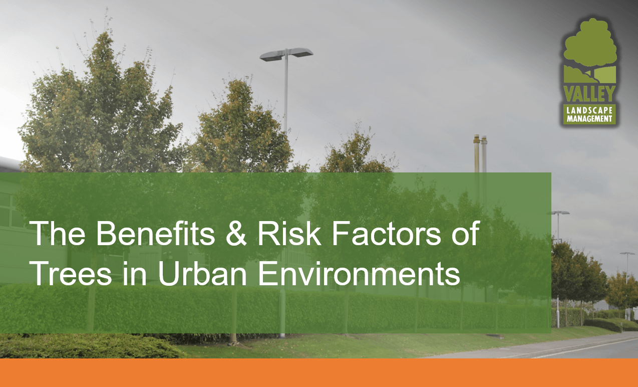 Environmental Benefits Of Trees In Urban Areas at Eugene Mash blog