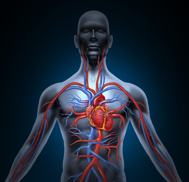 About Us | Miami, FL | Florida Heart Research Foundation