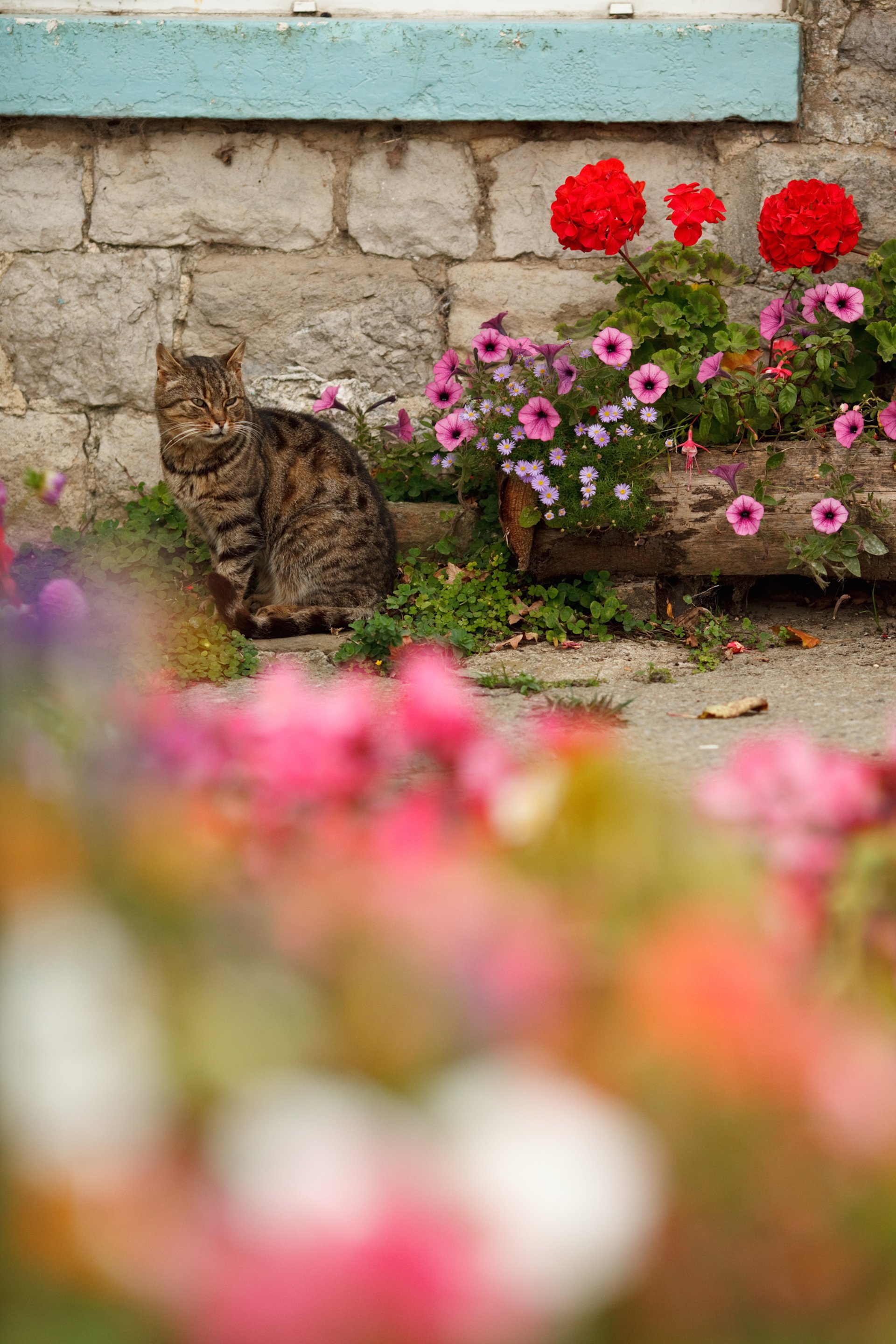 CONTACT :: Cliff Farm Holidays, Pickering, Sinnington, North Yorkshire ...