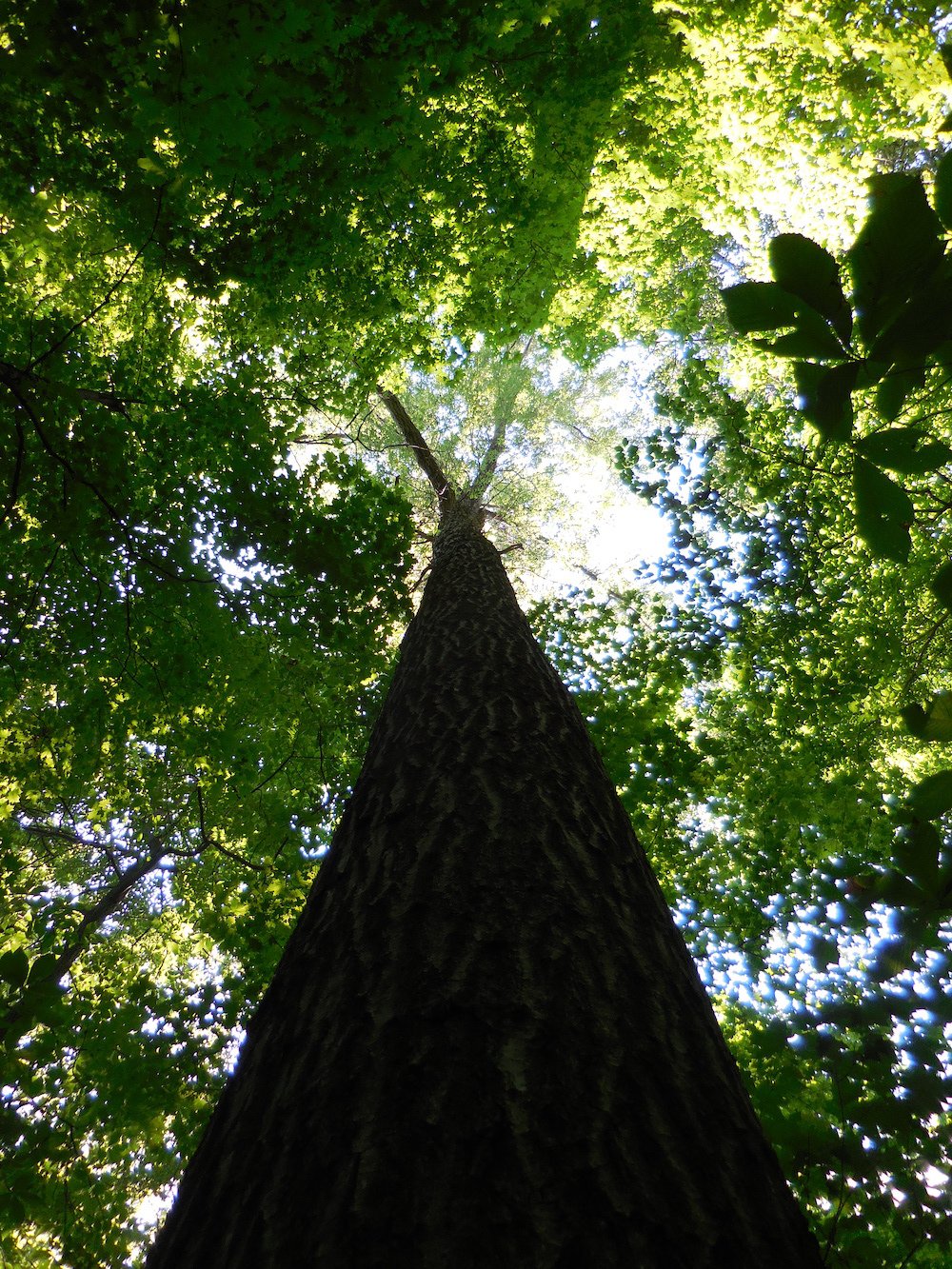 Dr. Elizabeth Yahl Kuffner Nature Preserve | HTPD