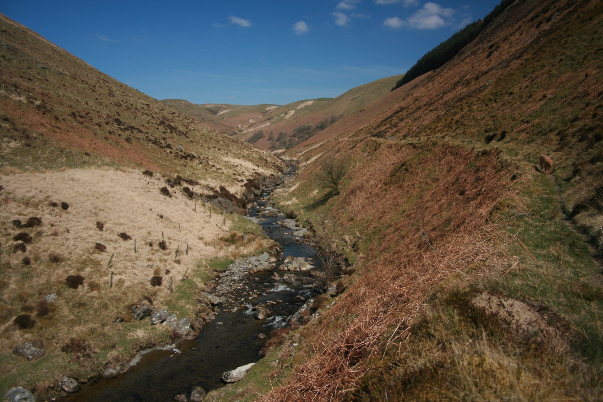 Best 5 Woods and Water Walks Upper Towy Valley Carmarthenshire
