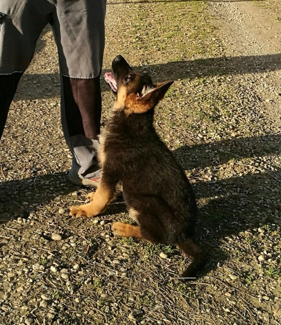 Allevamento pastore tedesco - Torino, Cuneo, Asti, Milano - Casa Mattia