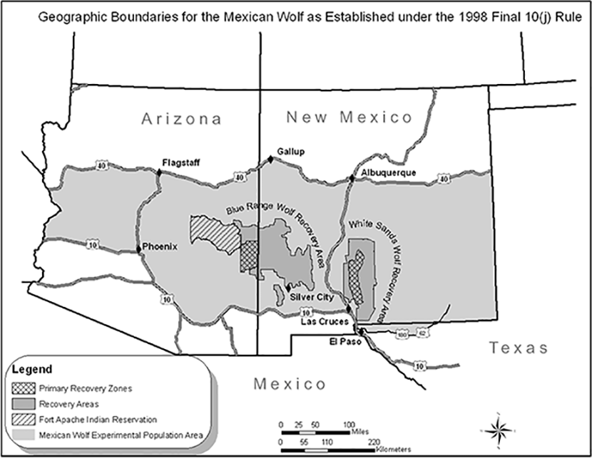 Mexican Gray Wolf