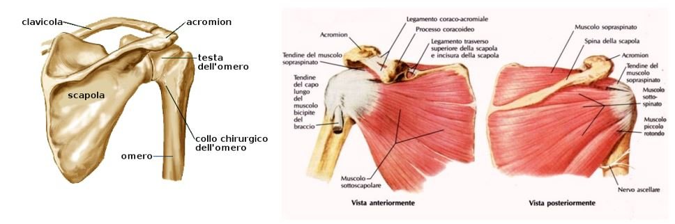 ZONE ANATOMICHE