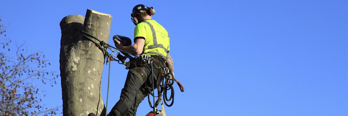 Tree Removal in Torrington & Toowoomba | DJ Tree Services