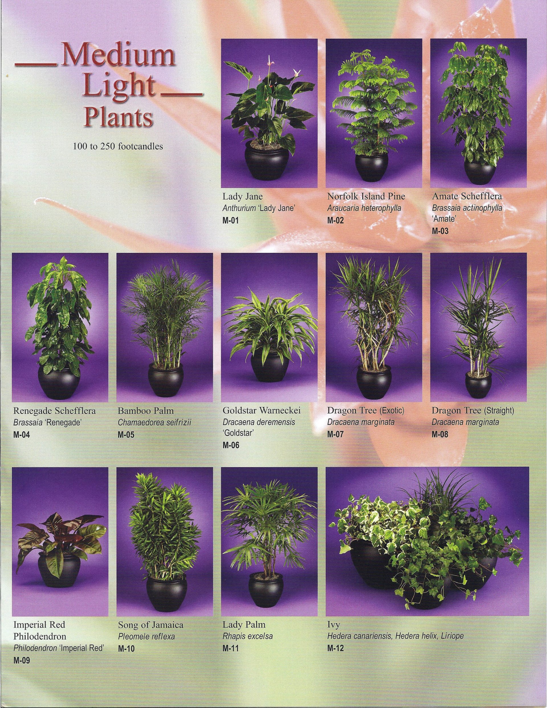 Medium-Light Plants
