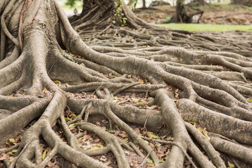 3 TIPS FOR KEEPING TREE ROOTS FROM DAMAGING YOUR SEWER PIPE