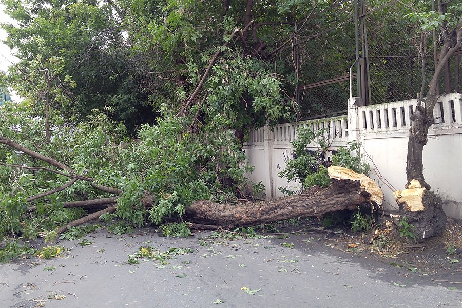 Tree Removal, Tree Emergency Services, Cestview, NC
