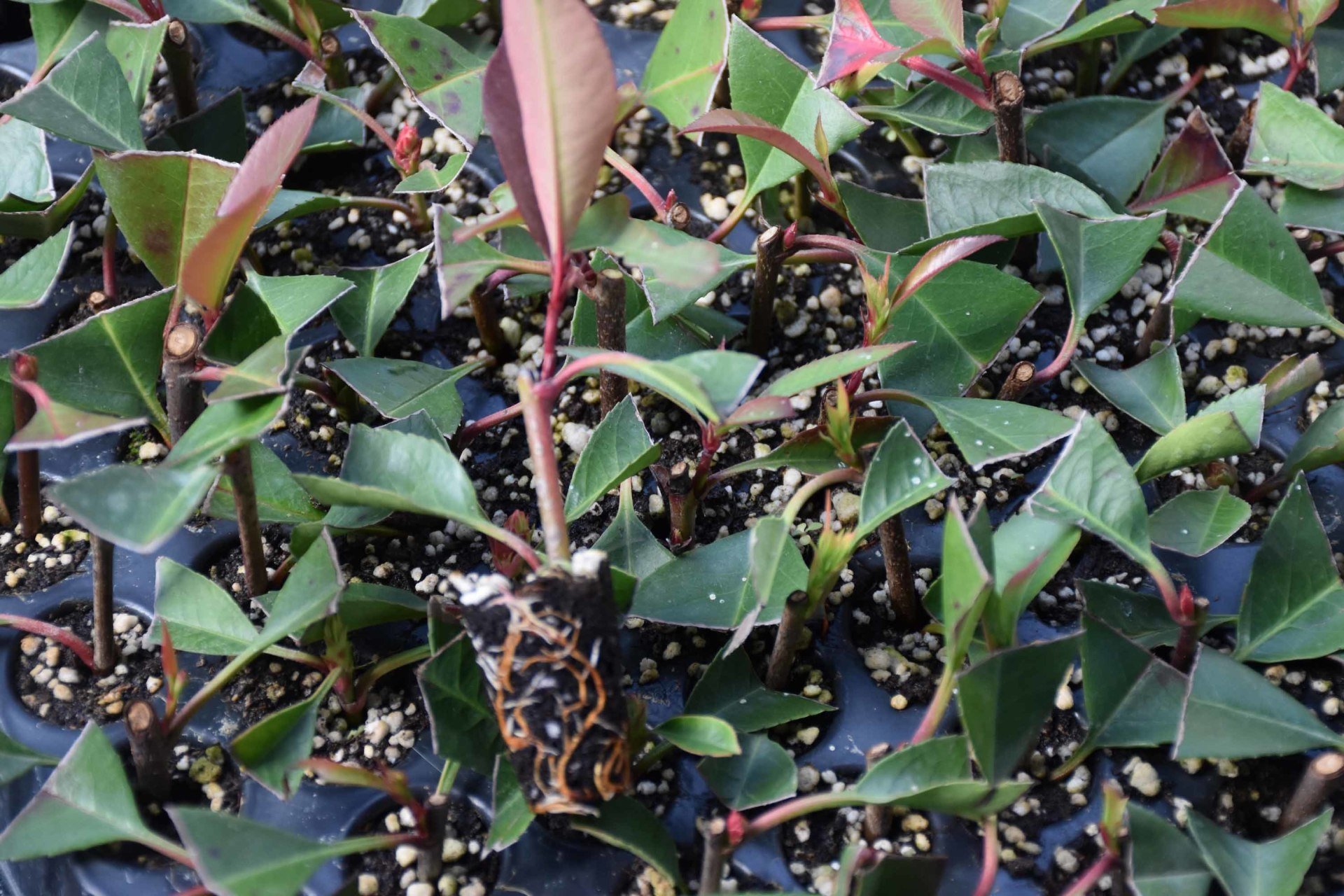 Produzione Talee | Piglio, FR | Agrovivaistica Maggi