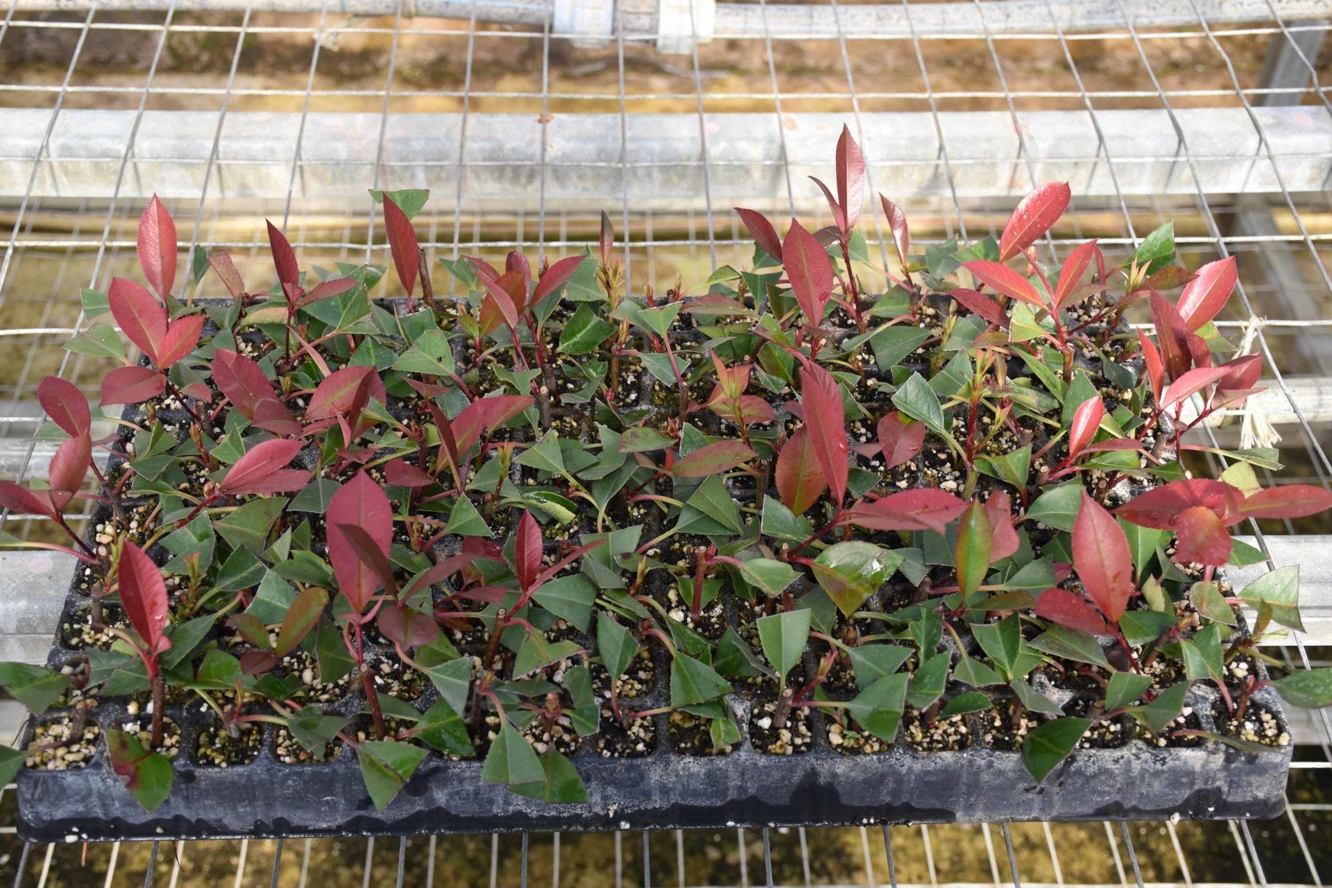 Produzione Talee | Piglio, FR | Agrovivaistica Maggi