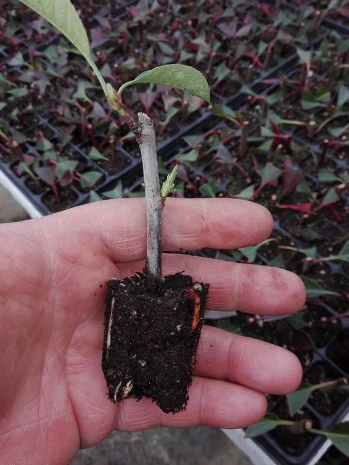 Produzione Talee | Piglio, FR | Agrovivaistica Maggi