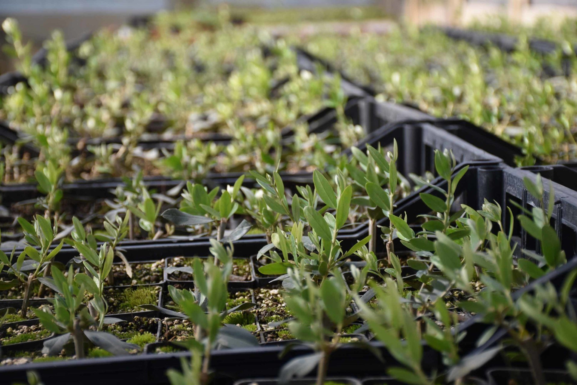 Produzione Talee | Piglio, FR | Agrovivaistica Maggi