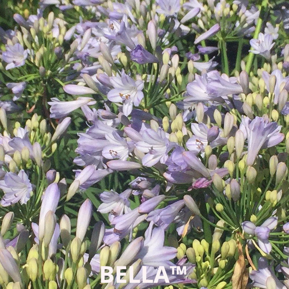 Agapanthus Madison™