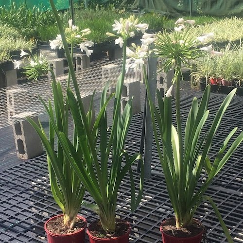 Agapanthus Madison™