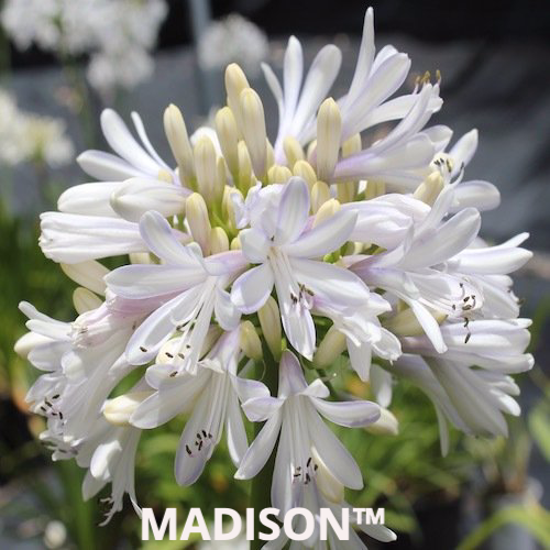 Agapanthus Madison™