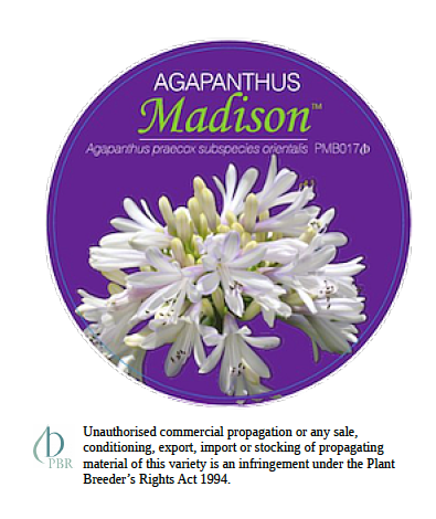 Agapanthus Madison™